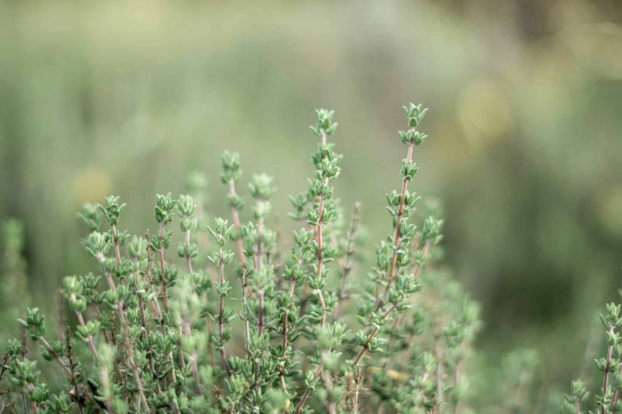 Thym rampant : pourquoi et comment en mettre dans son jardin